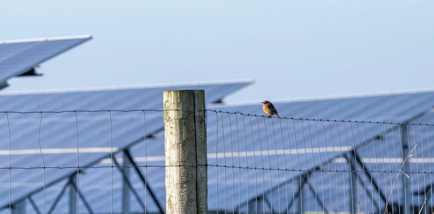 Solar farms boost bird population and biodiversity - The Eco Experts
